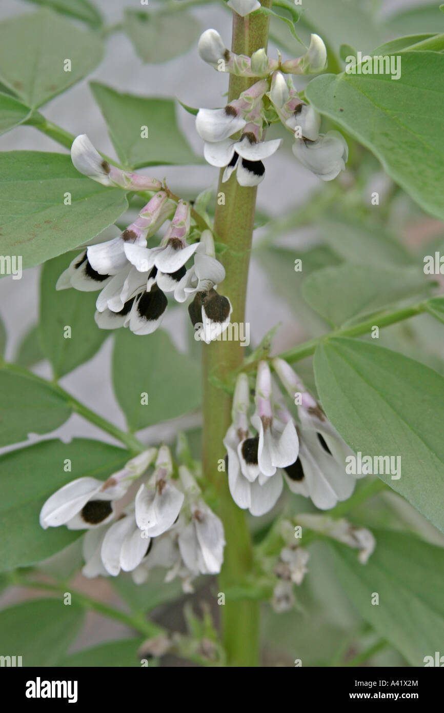 BROAD BEAN VICIA FABIA PLANTS IN FLOWER Stock Photo - Alamy