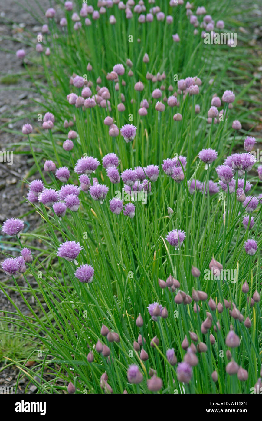 CHIVES PLANTS IN FLOWER Stock Photo - Alamy