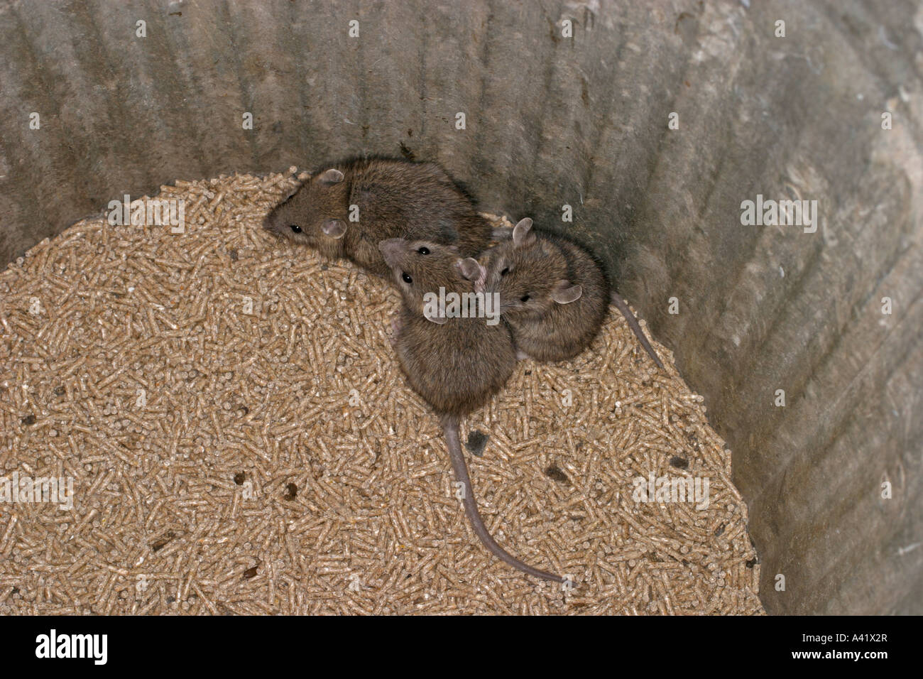 Rat food bin hi-res stock photography and images - Alamy