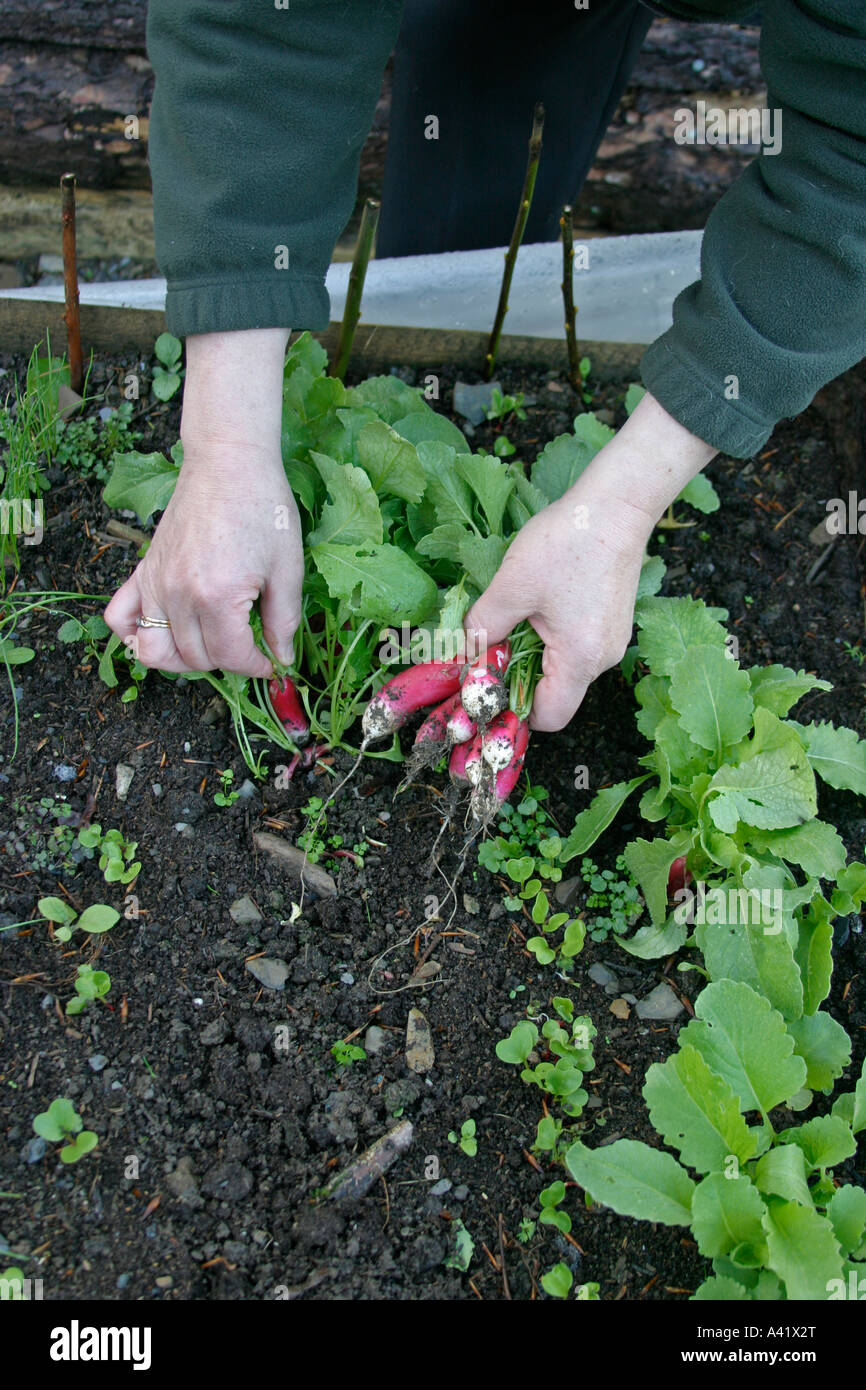 RADISH FRENCH BREAKFAST PULLING MATURE RADISH Stock Photo - Alamy