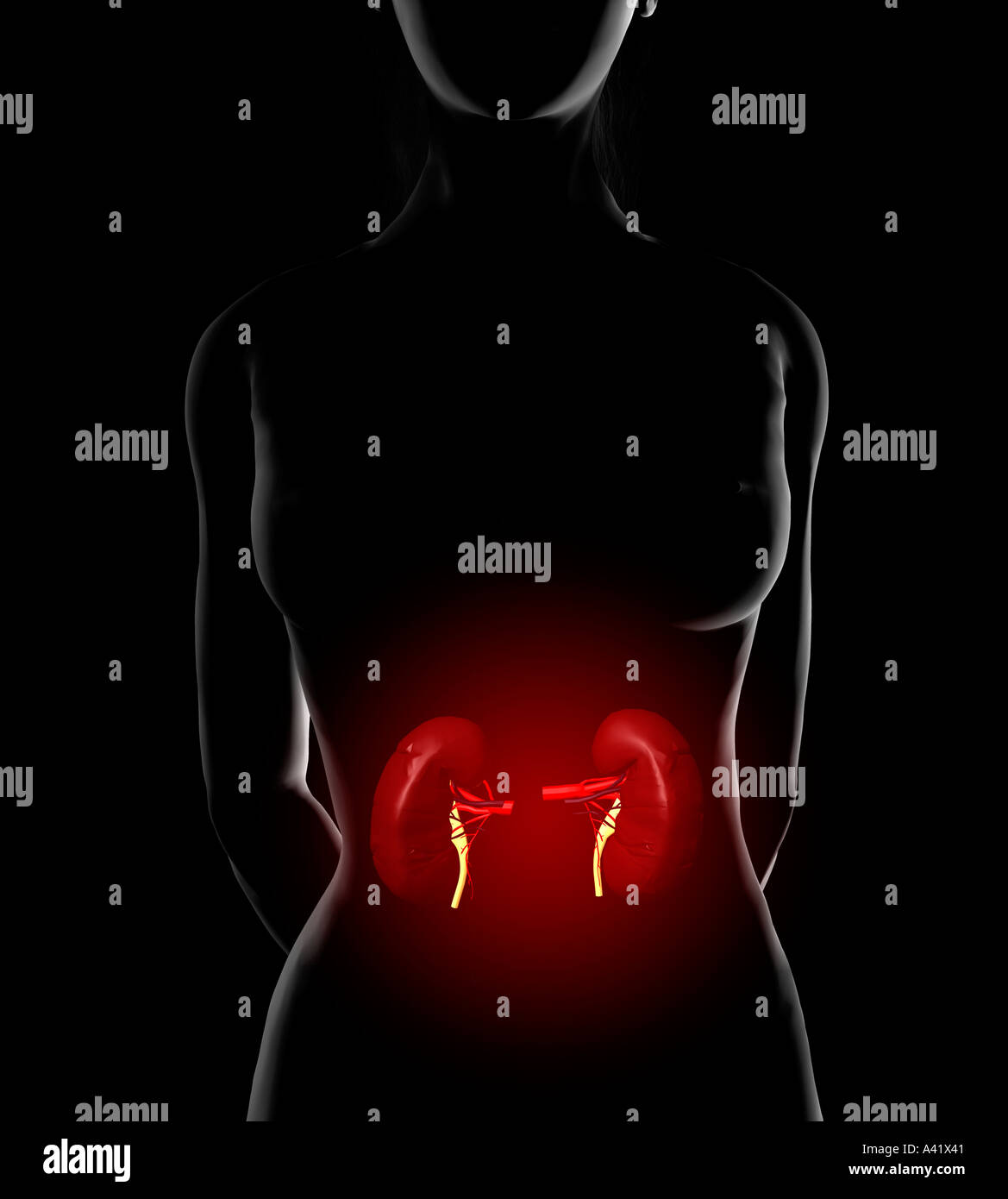 Illustration Of Woman With Kidneys Highlighted Red Stock Photo - Alamy