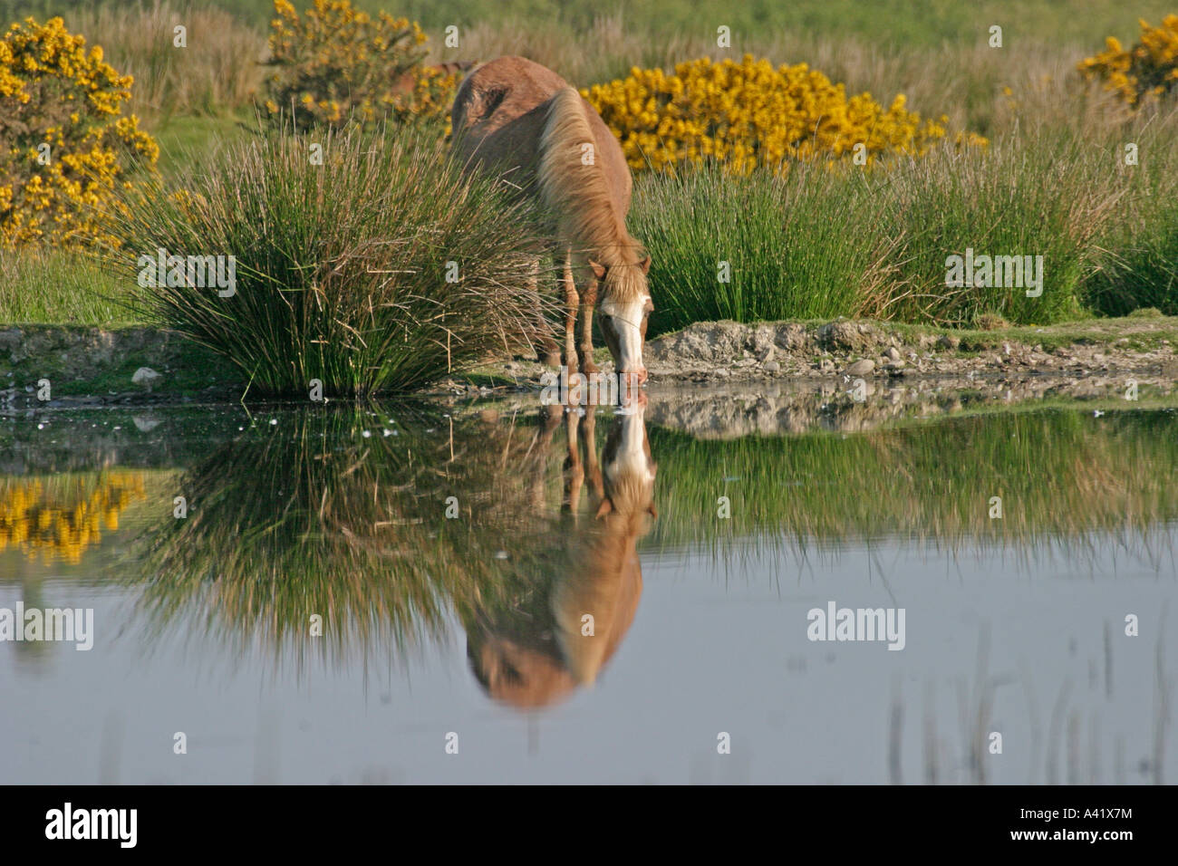 WELSH MOUNTAIN PONY DRINKING FROM POOL FV Stock Photo - Alamy