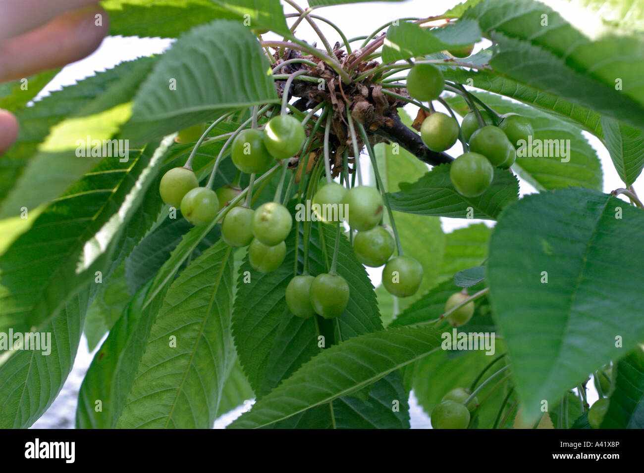 CHERRIES FORMING ON TREE Stock Photo - Alamy