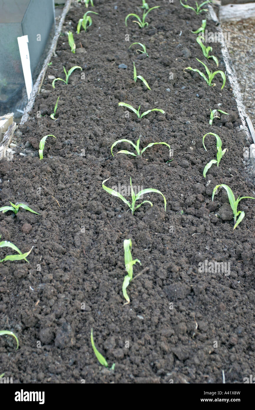 Propagation bed hi-res stock photography and images - Alamy