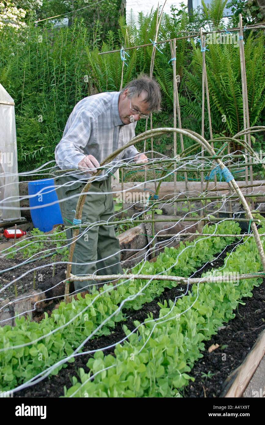 Pea fix hi-res stock photography and images - Alamy