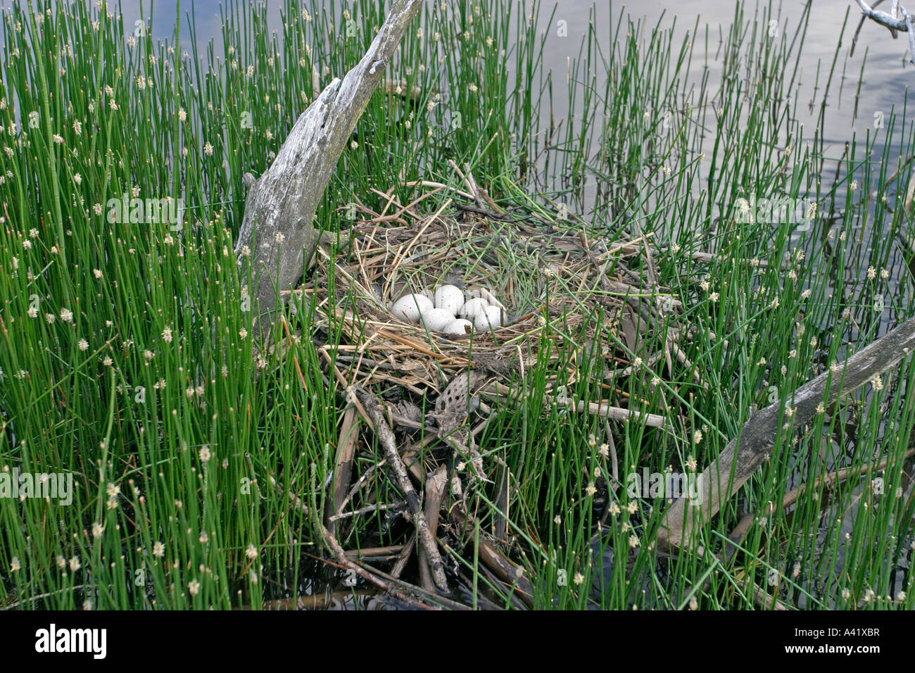 Coot nest with eggs hi-res stock photography and images - Alamy