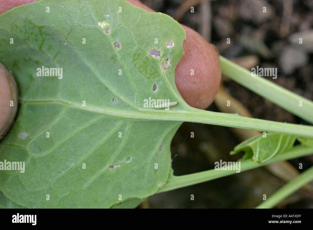 SILVER Y MOTH CATERPILLER ON UNDERSIDE OF CABBAGE LEAF Stock Photo - Alamy