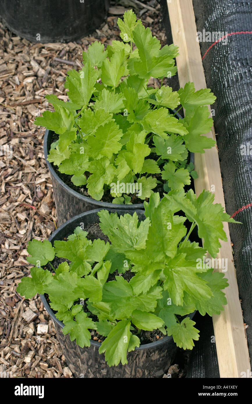 Parsnip germination hi-res stock photography and images - Alamy
