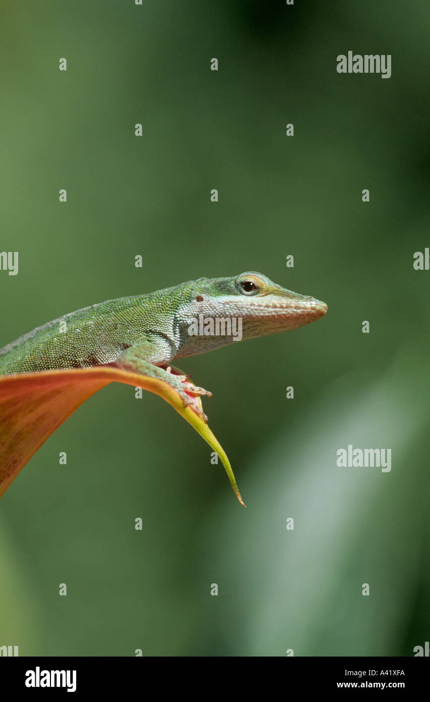 American green anole hi-res stock photography and images - Alamy