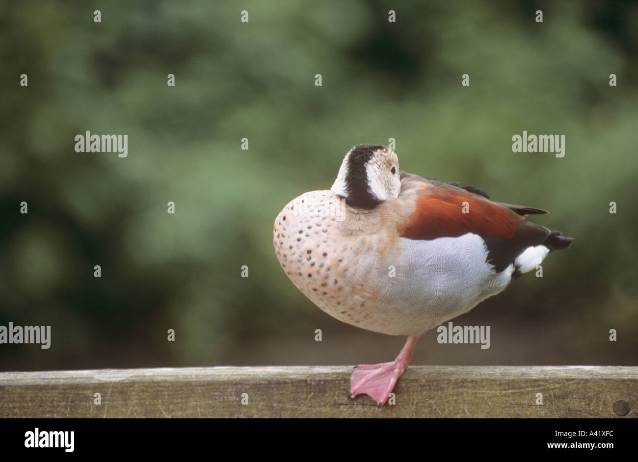 Duck asleep hi-res stock photography and images - Alamy