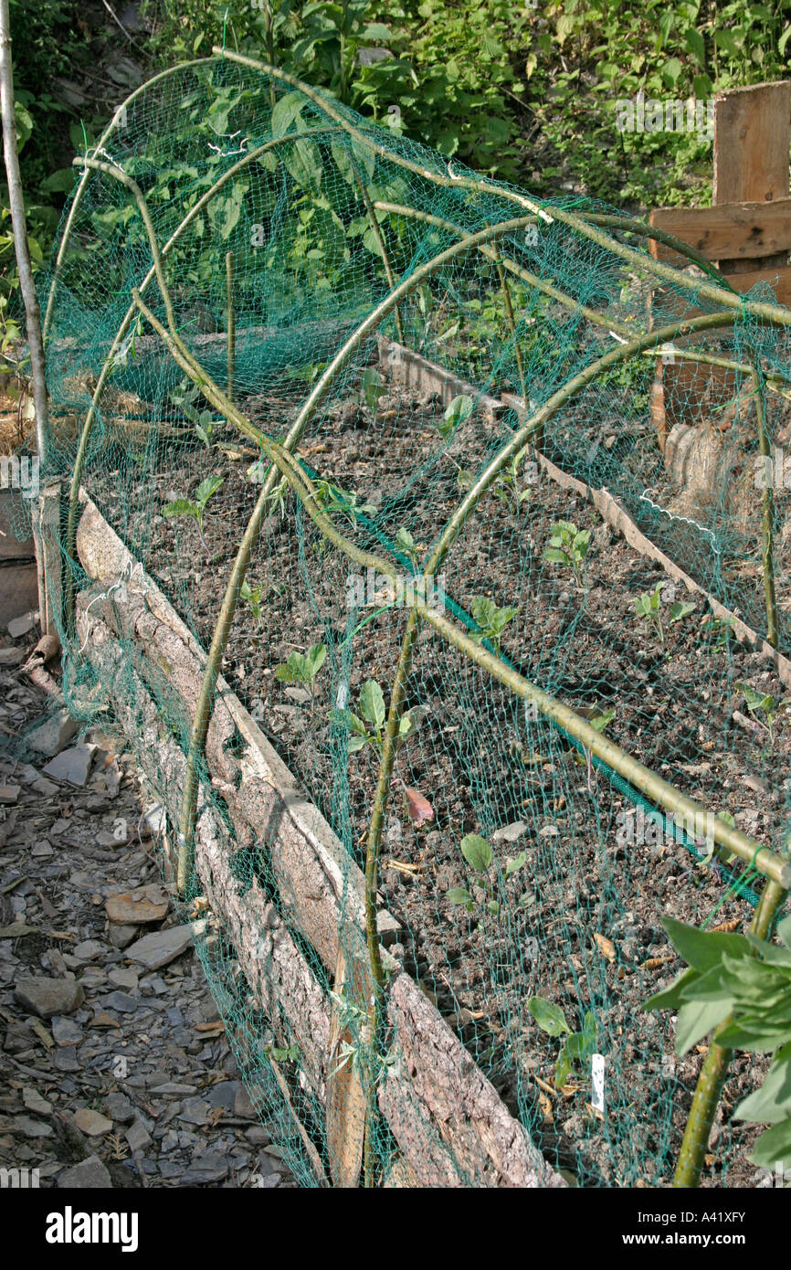 CABBAGE PROTECTION FROM BUTTERFLIES USING NET OVER WILLOW HOOPS ON ...