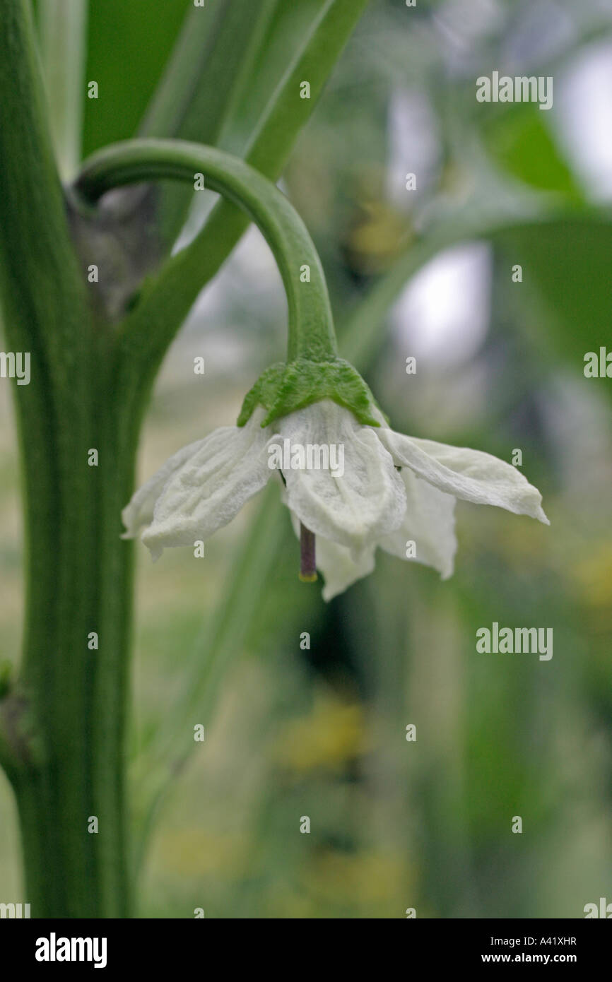 PEPPER CAPSICUM ANNUUM CLOSE UP OF FLOWER Stock Photo - Alamy