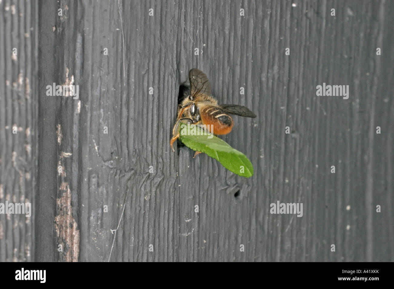 LEAF CUTTER BEE MEGACHILE CENTUNCULARIS ENTERING NEST HOLE WITH LEAF ...