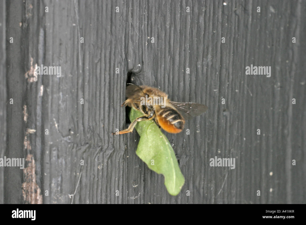 LEAF CUTTER BEE MEGACHILE CENTUNCULARIS ENTERING NEST HOLE WITH LEAF ...