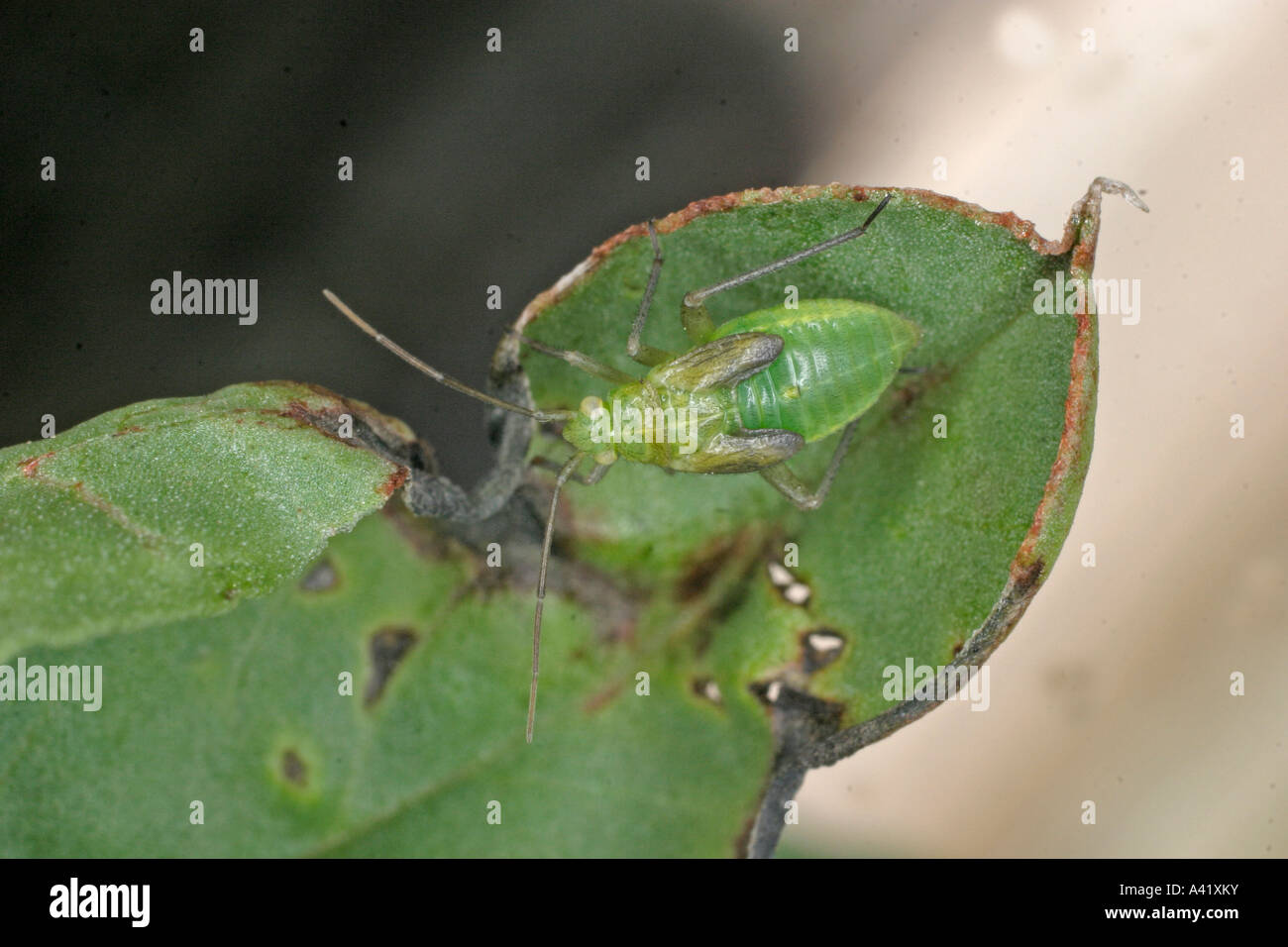 GREEN CAPSID LYGOCORIS PABULINUS NYMPH ON BROAD BEAN LEAF BV Stock ...