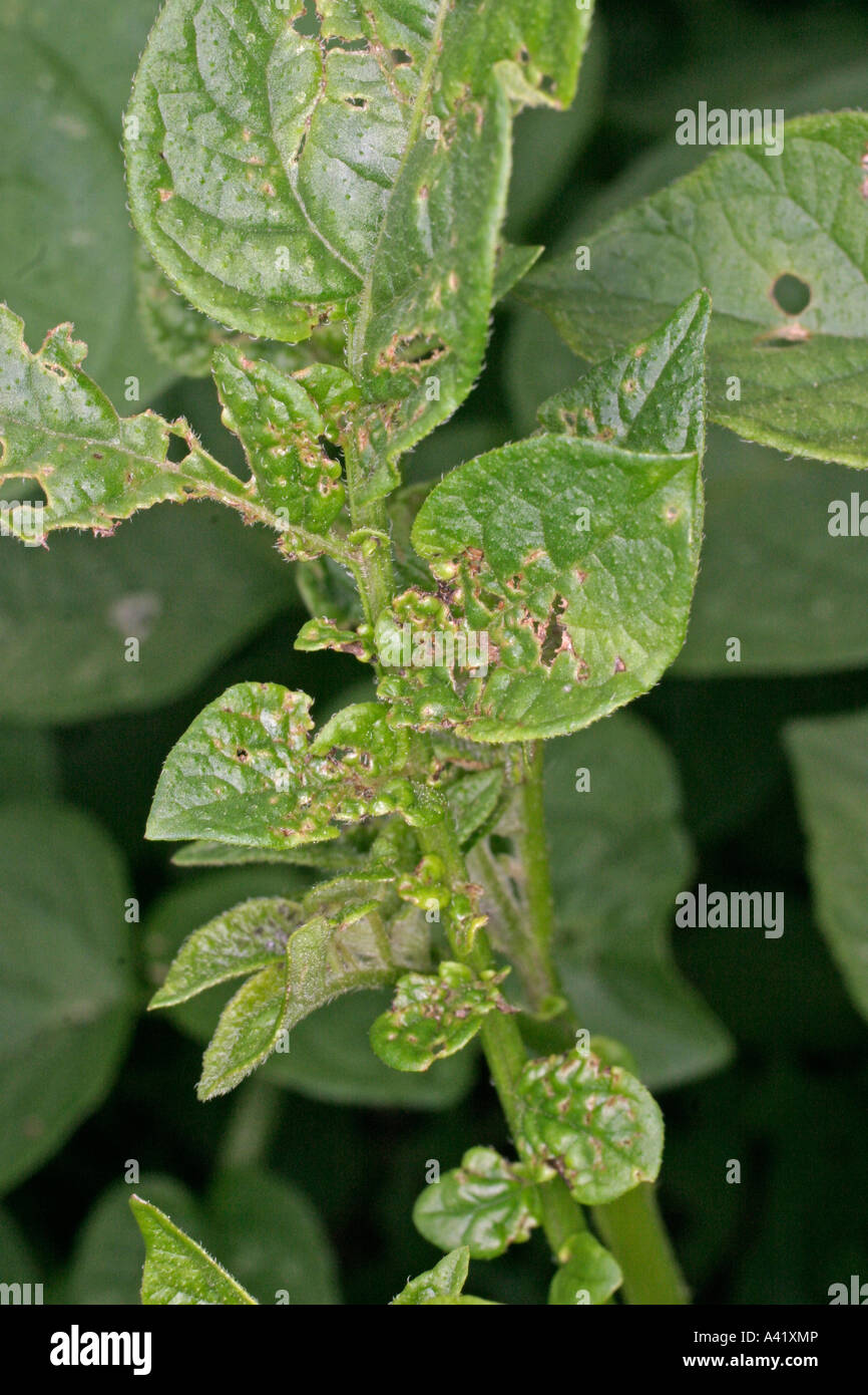 GREEN CAPSIDBUG LYGOCORIS PABULINUS SHOWING DAMAGE TO POTATO LEAF Stock ...