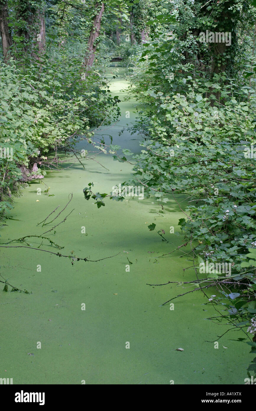 DUCKWEED LEMNA SPP COVERS WOODLAND STREAM Stock Photo - Alamy
