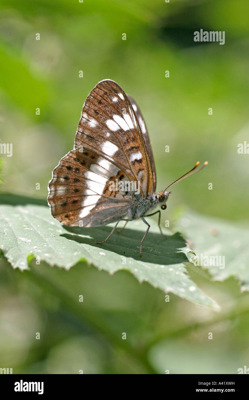 Ladoga hi-res stock photography and images - Alamy