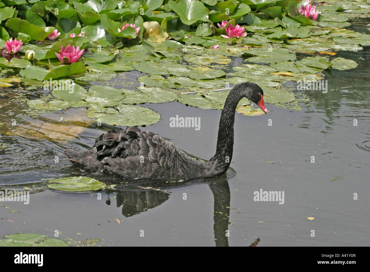 BLACK SWAN SWIMMING SV Stock Photo - Alamy