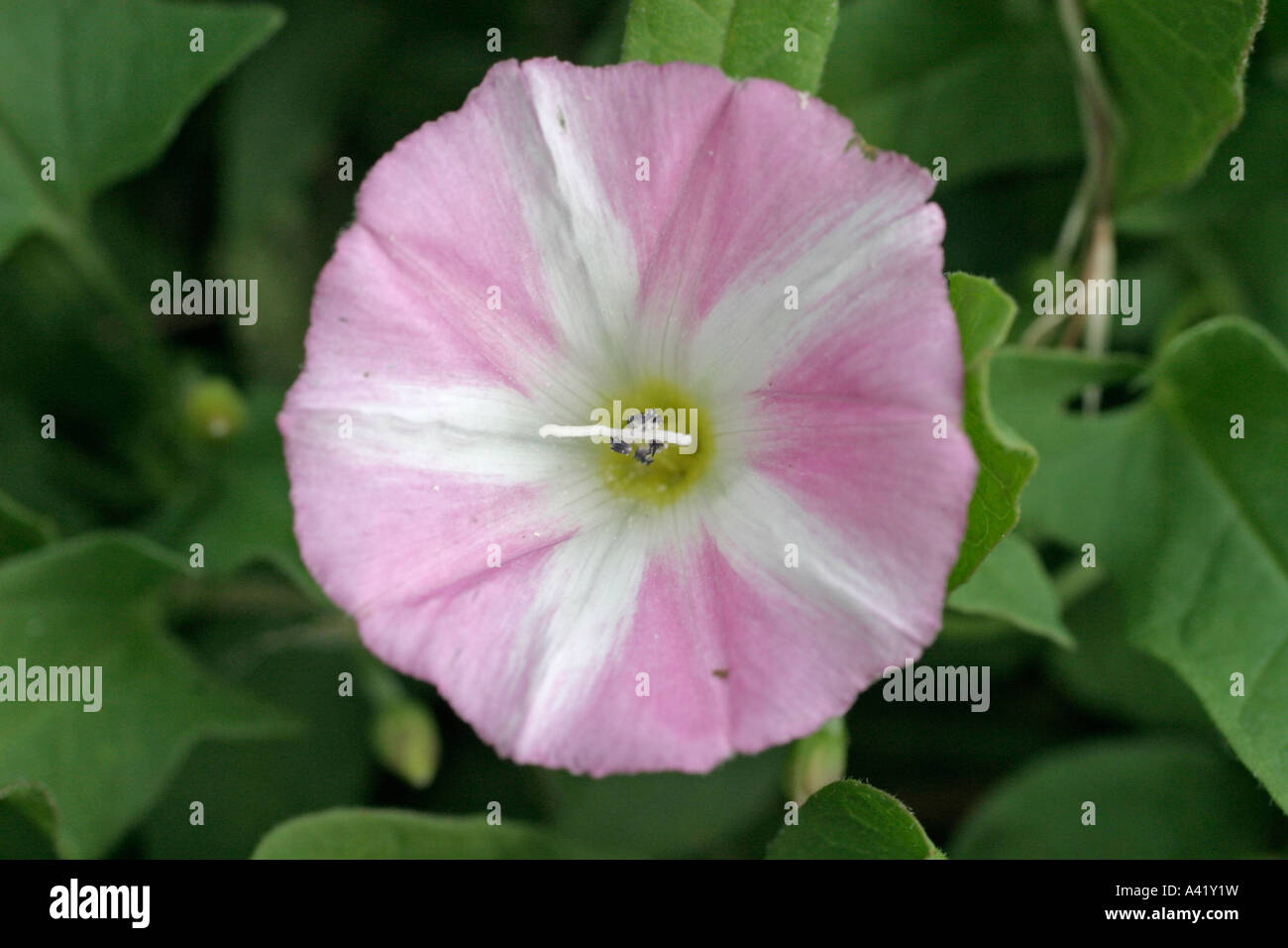 FIELD BINDWEED CONVOLVULUS ARVENSIS PLANT IN FLOWER CLOSE UP Stock ...