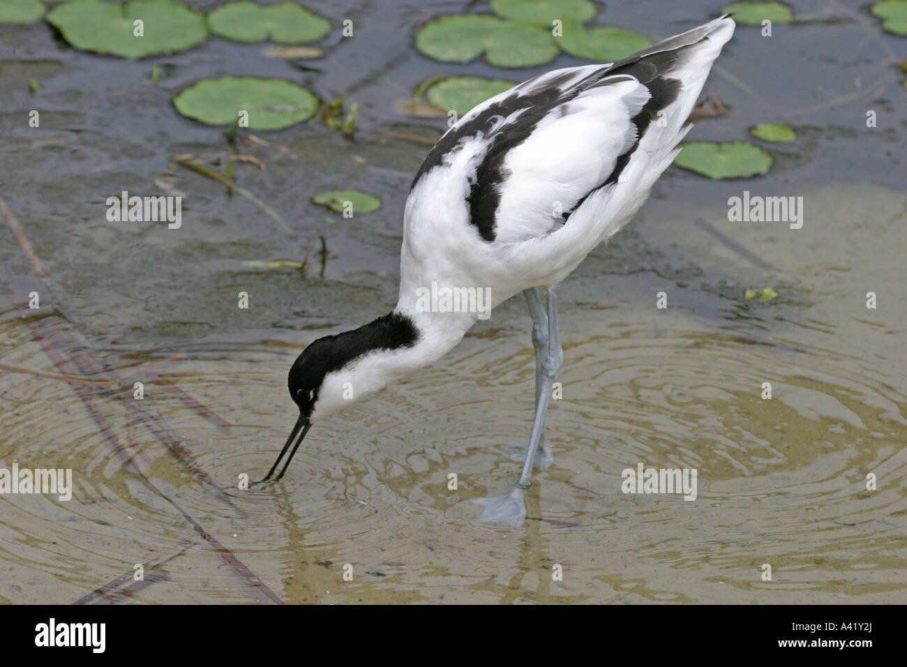 AVOCET RECURVIROSTRA AVOCETA FEEDING IN SHALLOW WATER Stock Photo - Alamy