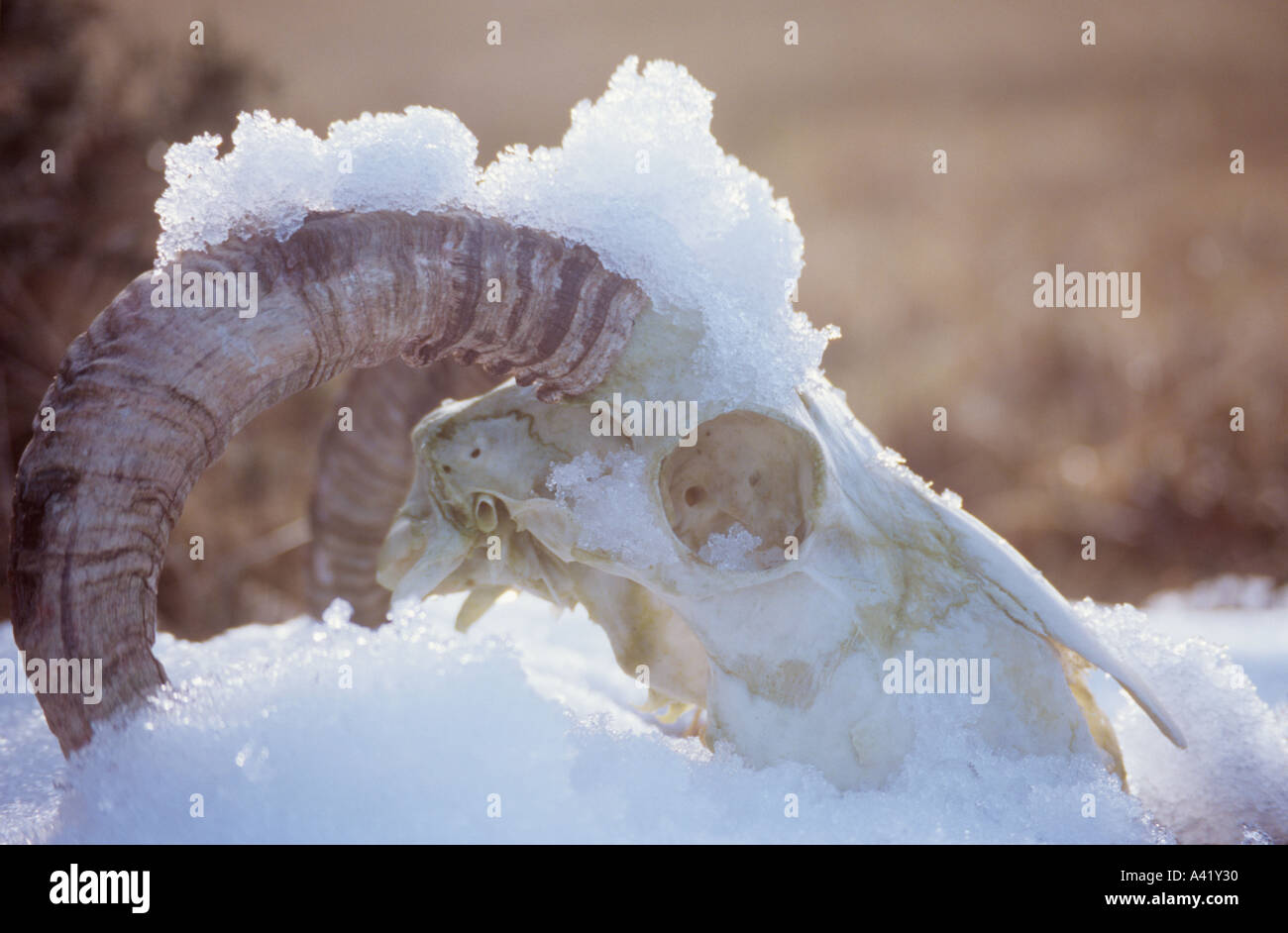 Skull of dead sheep Stock Photo - Alamy
