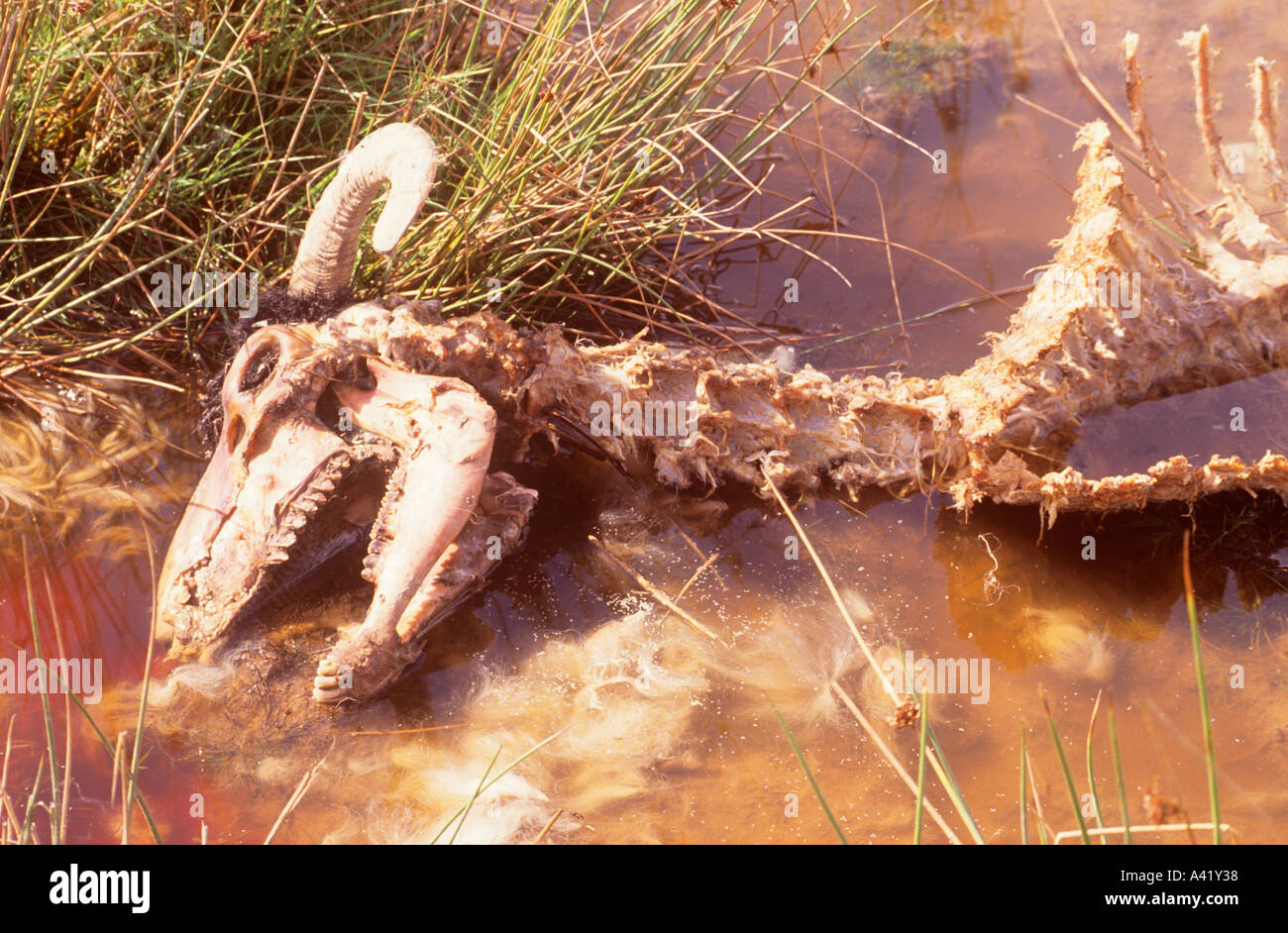 Dead sheep polluting stream Stock Photo - Alamy