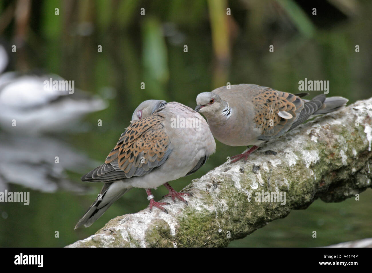 TURTLE DOVE STREPTOPELIA TURTUR PAIR ON BRANCH COURTING Stock Photo - Alamy