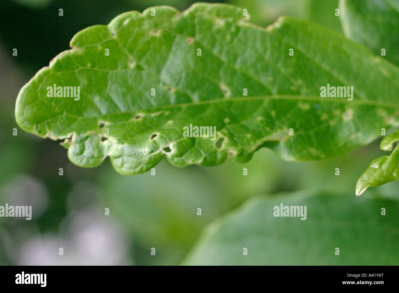 CAPSID BUG DAMAGE TO CAMELIA LEAF Stock Photo - Alamy