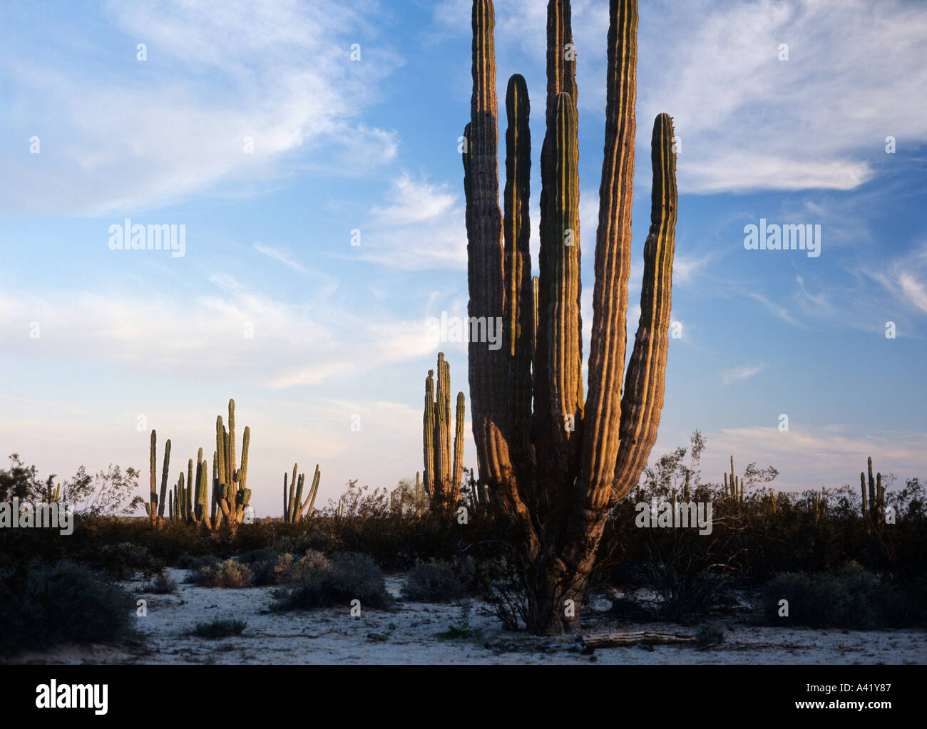 Cardon Cactus San Felipe Baja California Mexico in low sunlight Stock ...