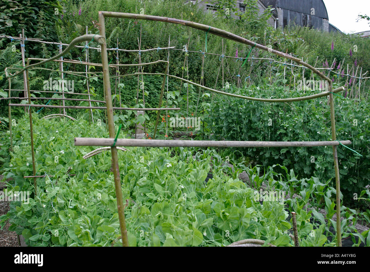 STAKING PEAS USING WILLOW STAKES AND STRING Stock Photo - Alamy
