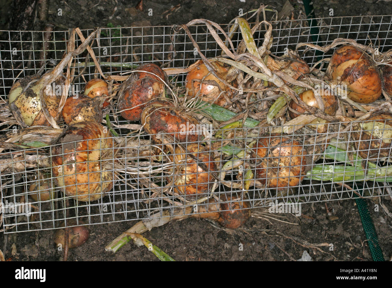 DRYING ONIONS ON WIRE MESH Stock Photo - Alamy
