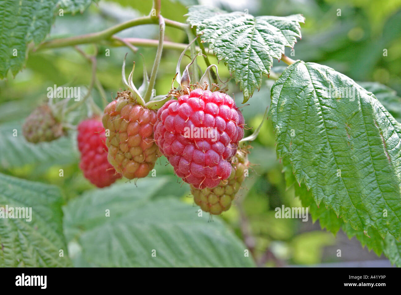 RASPBERRY CLOSE UP OF RIPENING FRUIT Stock Photo - Alamy