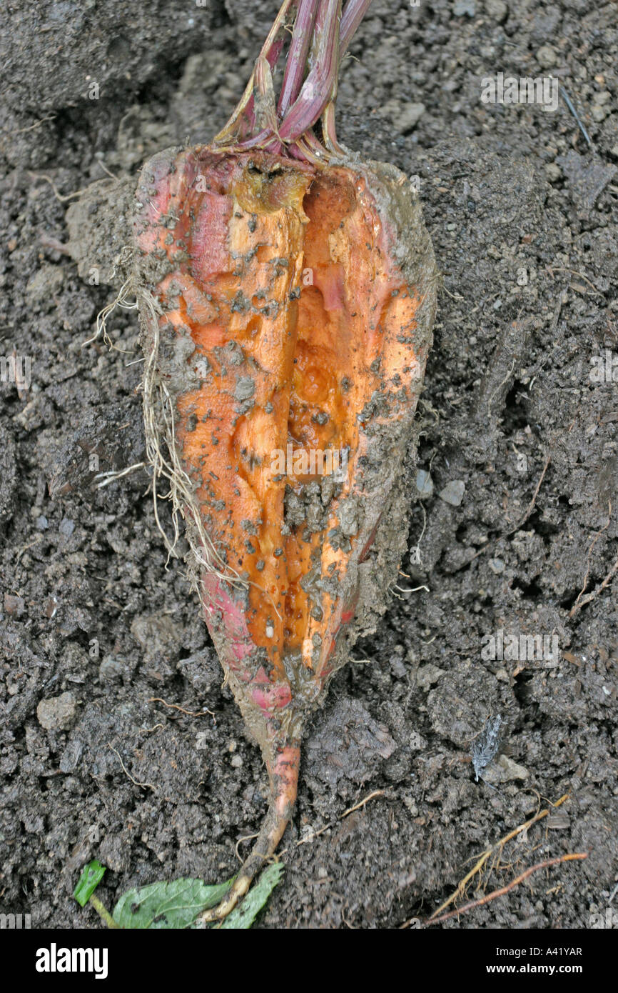 CARROT SHOWING ROOT SPLITTING Stock Photo - Alamy