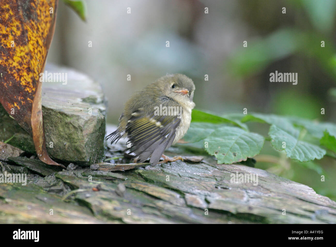 Goldcrest fledgling hi-res stock photography and images - Alamy