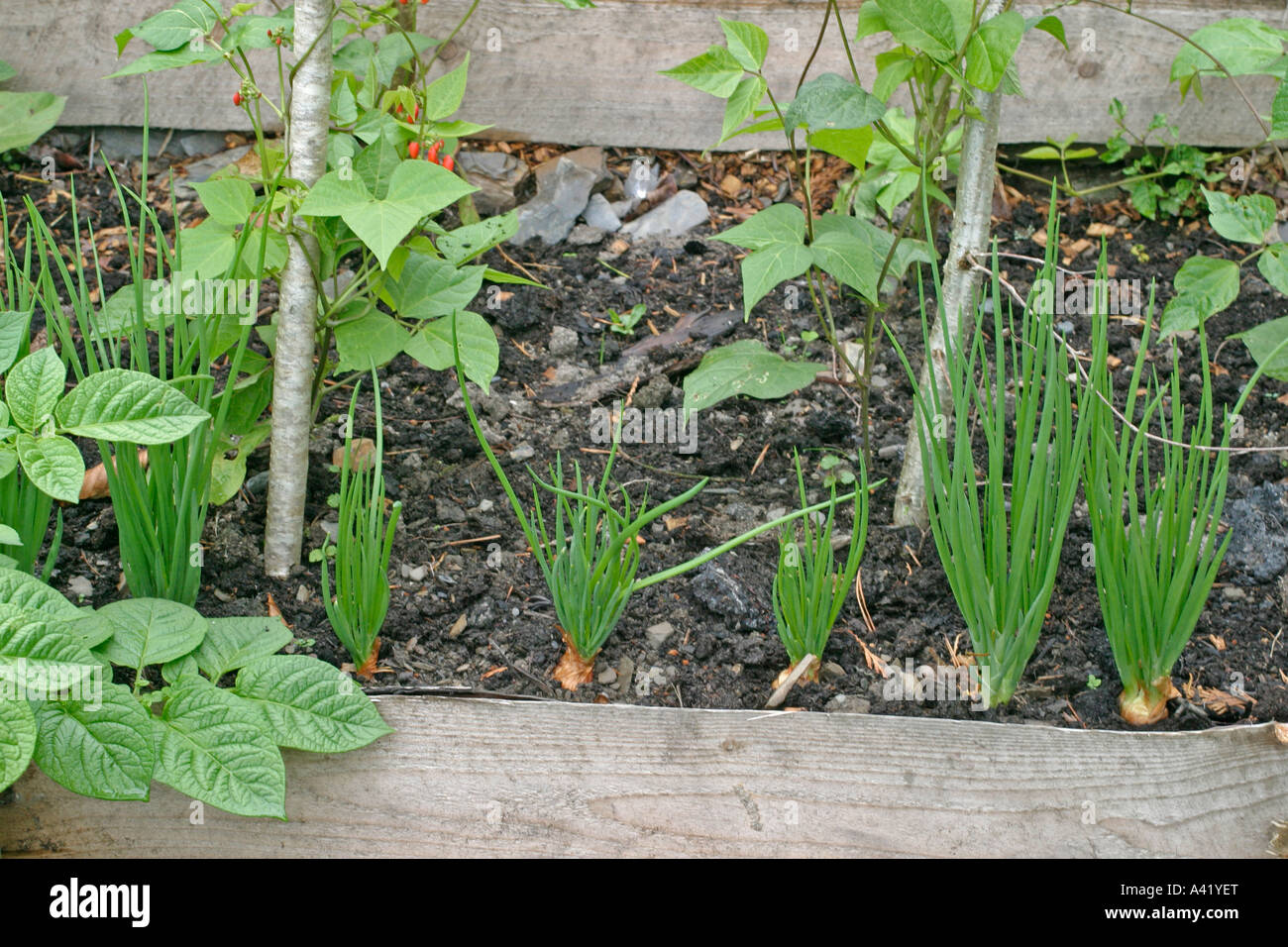 Intercropping vegetables hi-res stock photography and images - Alamy