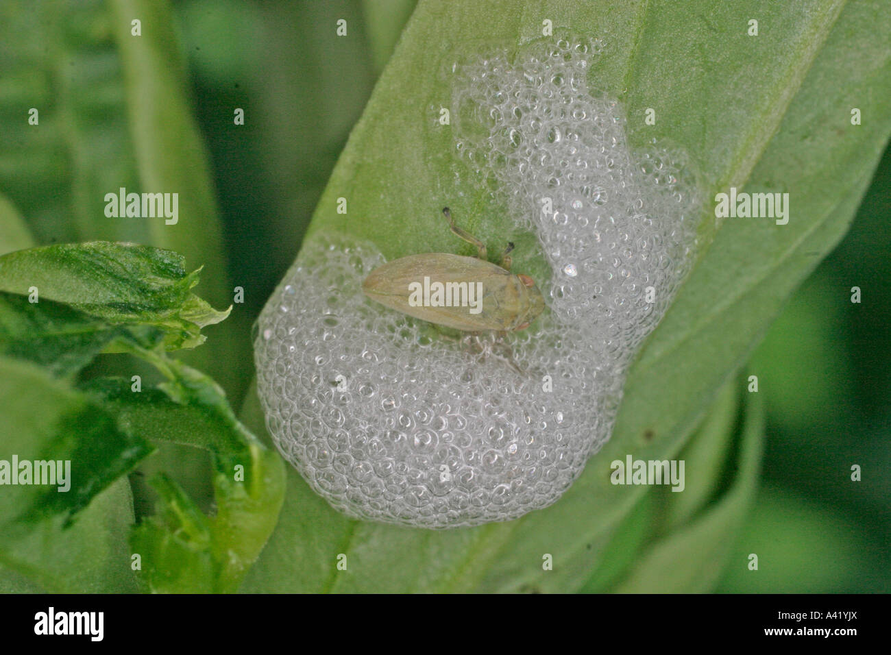 Common froghopper spit hi-res stock photography and images - Alamy