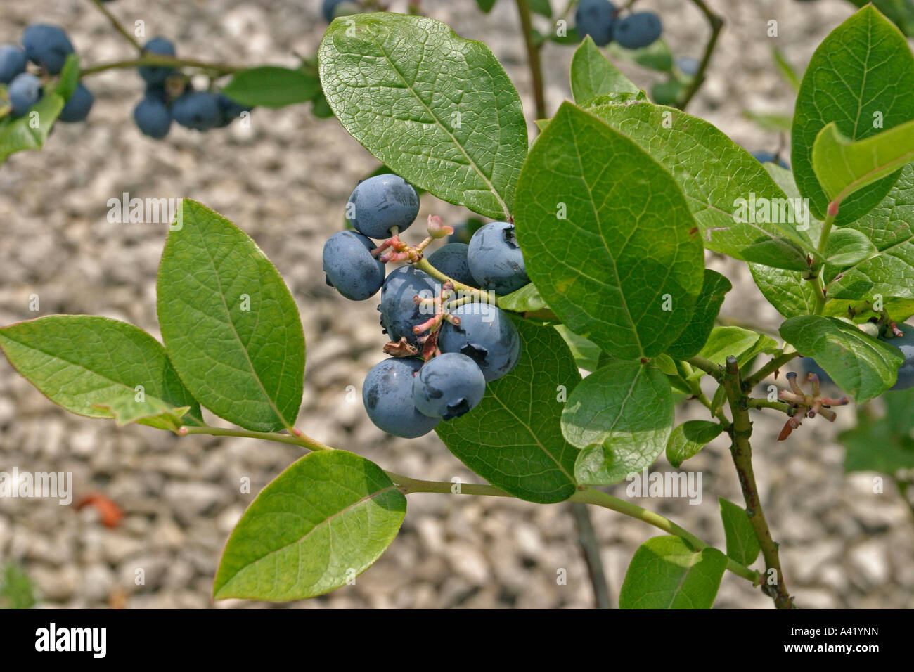 BLUEBERRY CLOSE UP OF RIPENING FRUIT Stock Photo - Alamy
