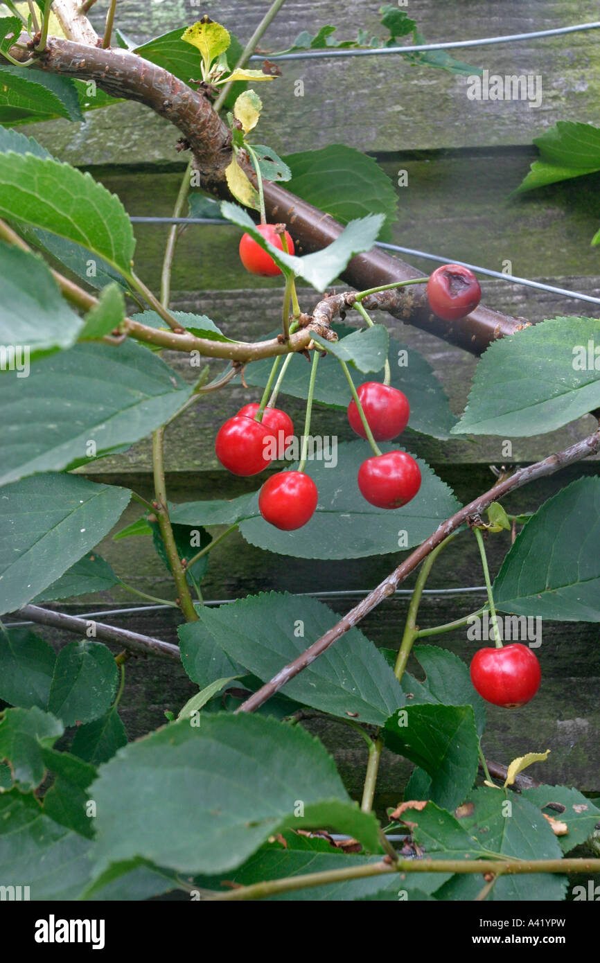 Espalier cherry hi-res stock photography and images - Alamy