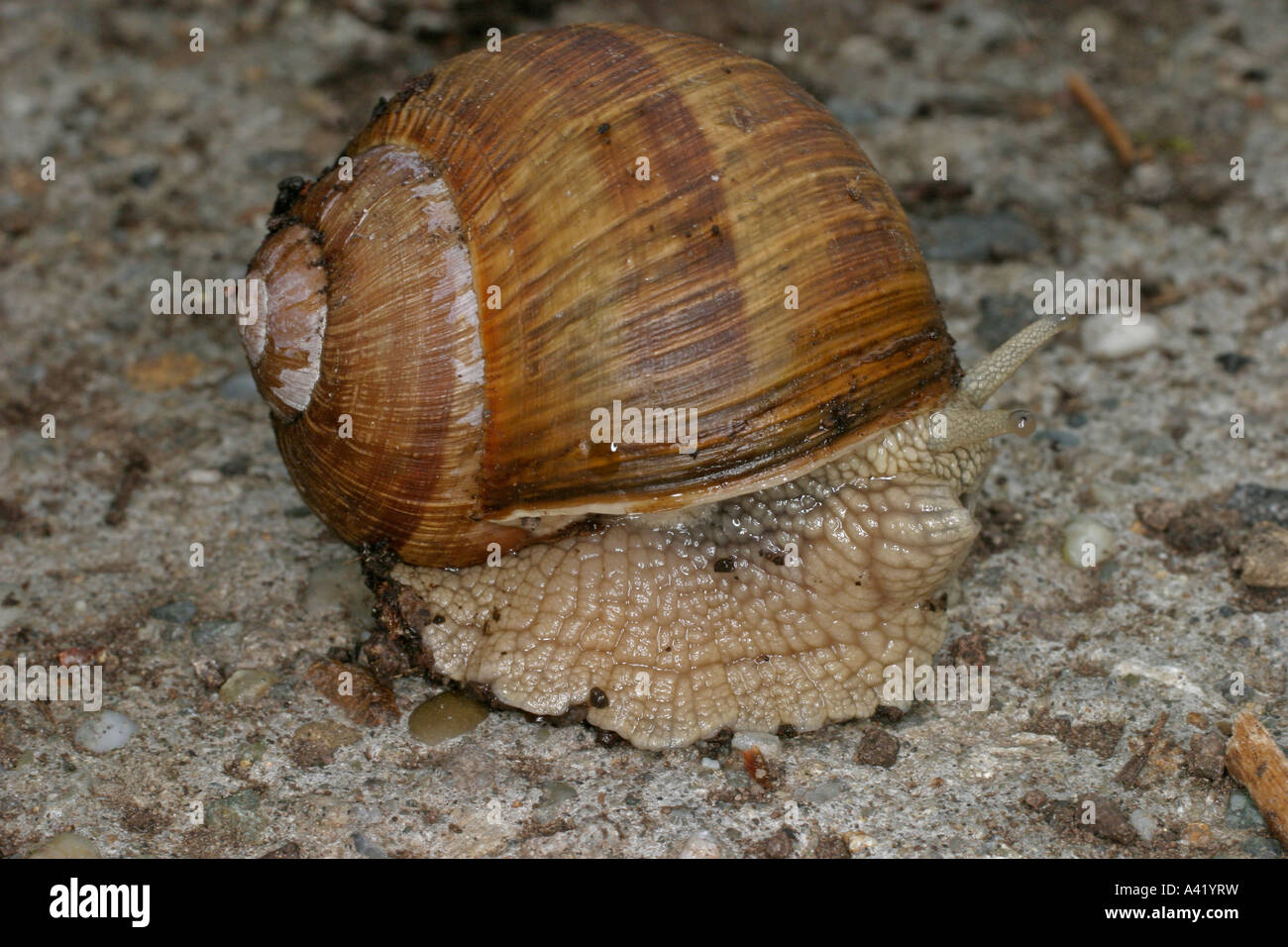 ROMAN SNAIL HELIX POMATIA COMING OUT OF SHELL FV Stock Photo - Alamy