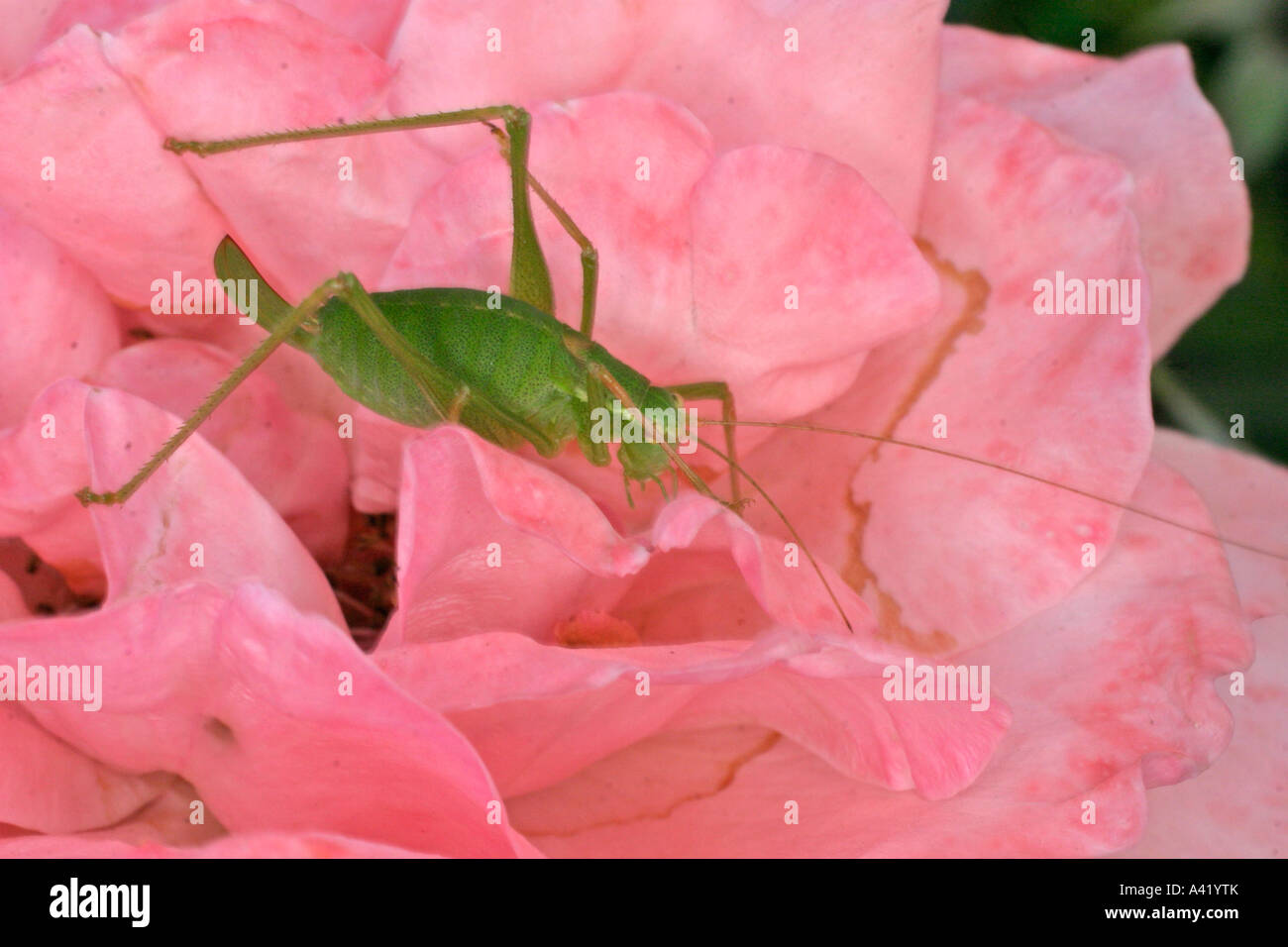 Cricket flower hi-res stock photography and images - Alamy