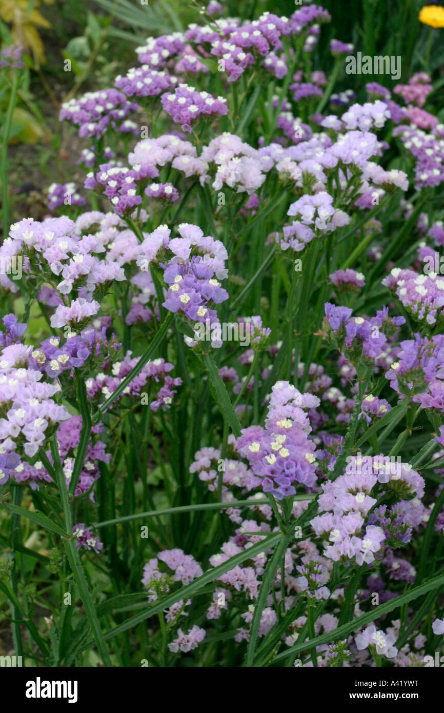 Statice (limonium sinuatum) hi-res stock photography and images - Alamy