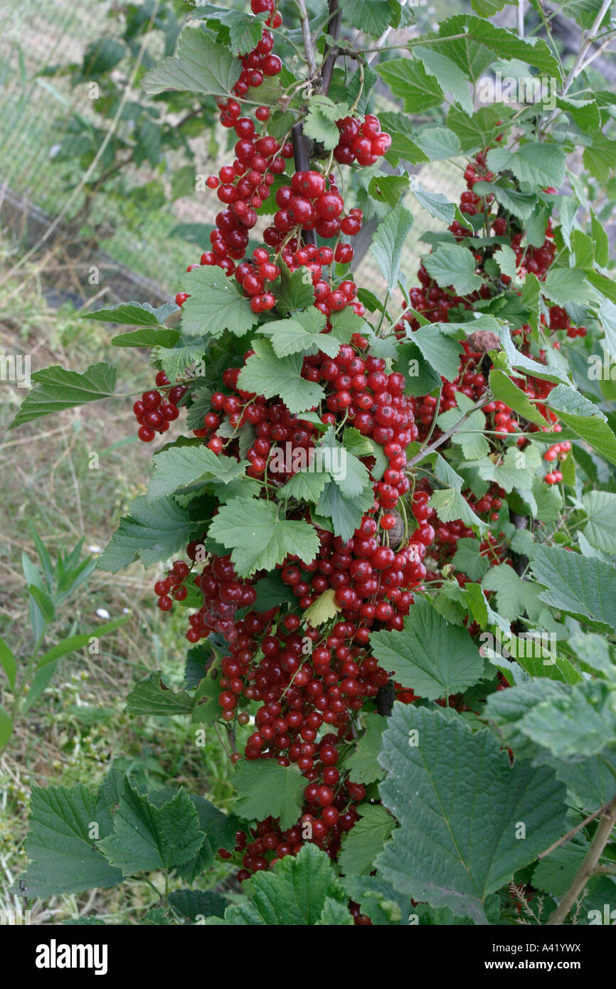 Red current hi-res stock photography and images - Alamy