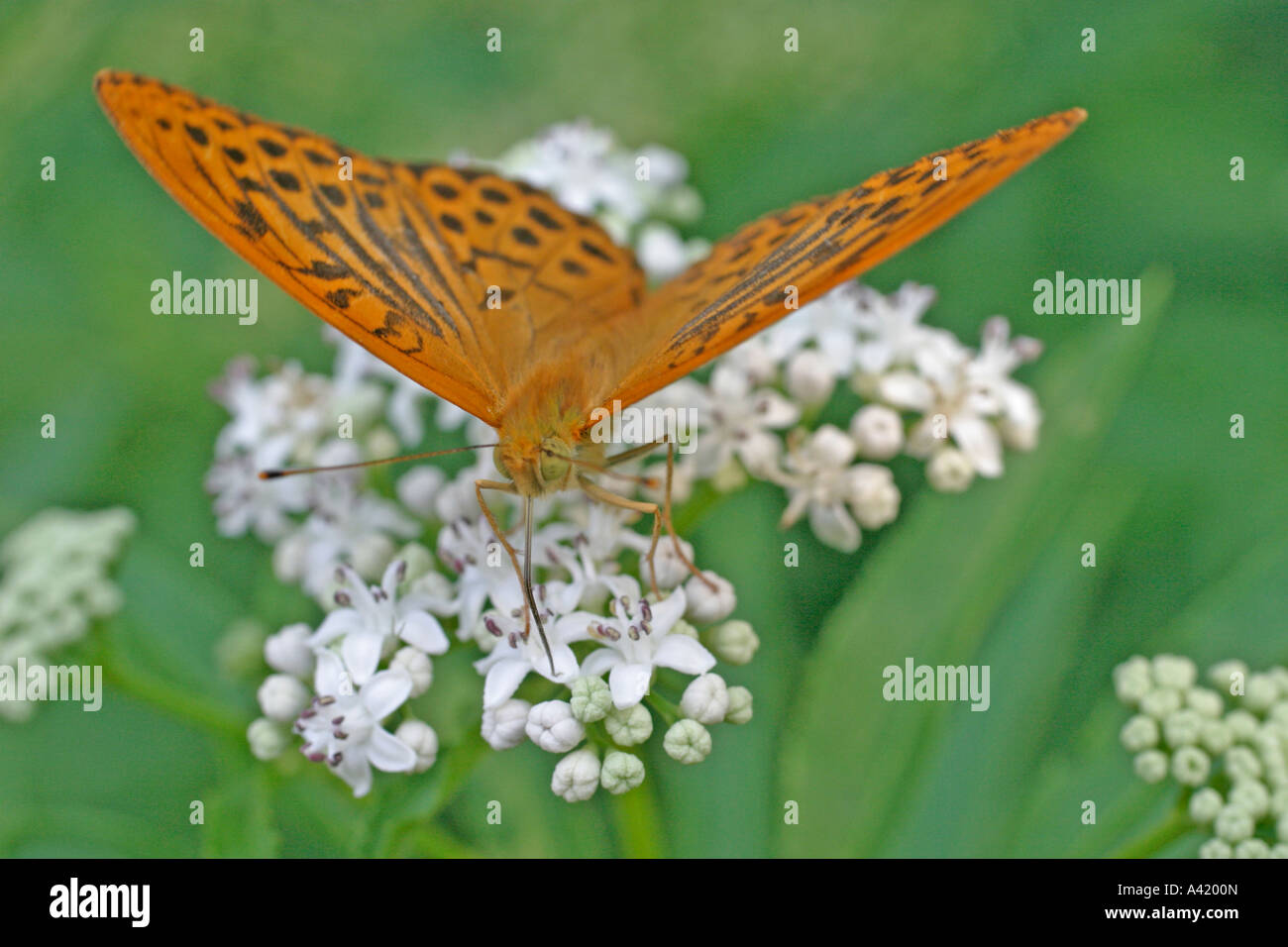 Silver wash fritillary hi-res stock photography and images - Alamy