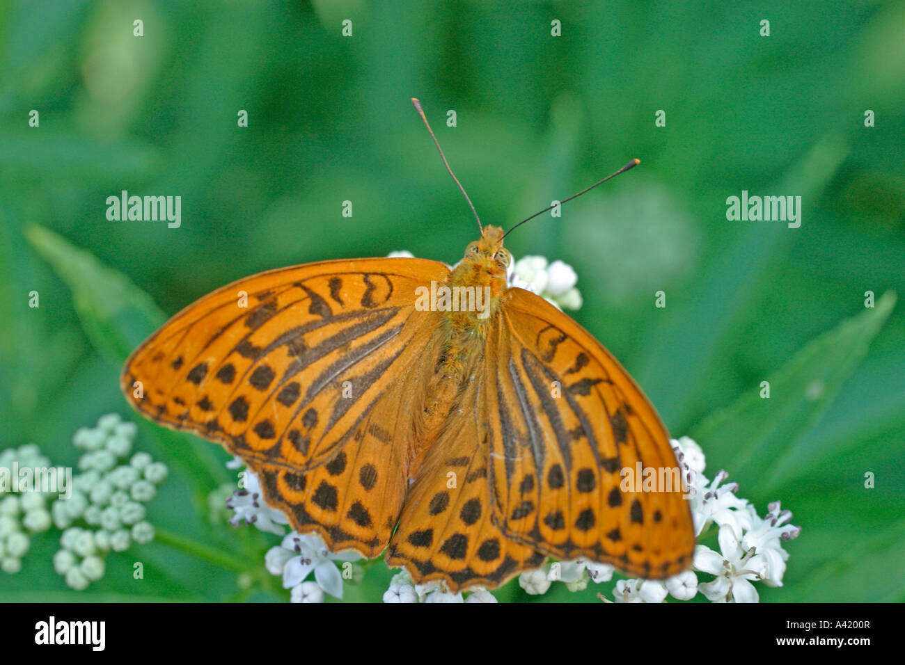 SILVER WASH FRITILLARY ARGYNNIS ADIPPE MALE ON FLOWER TV Stock Photo ...