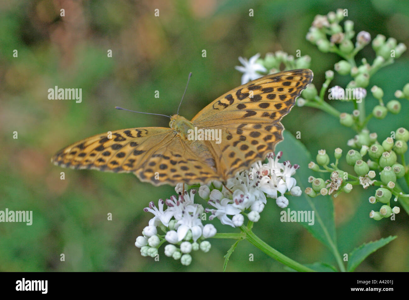 SILVER WASH FRITILLARY ARGYNNIS ADIPPE FEMALE ON FLOWER TV Stock Photo ...