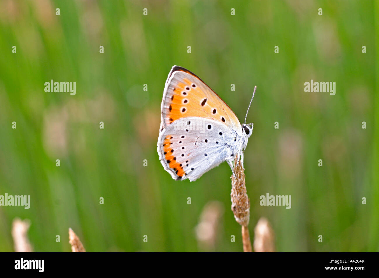 LARGE COPPER BUTTERFLY LYCAENA DISPAR MALE AT REST SV Stock Photo - Alamy