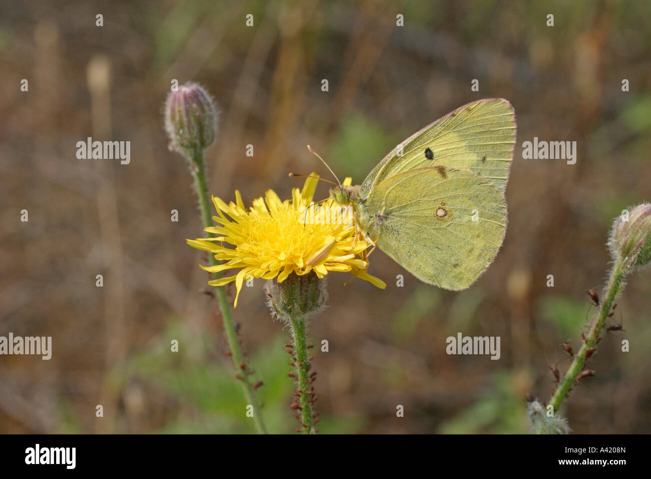 CLOUDED YELLOW COLIAS CROCEA FEMALE AT REST ON FLOWER SV Stock Photo ...