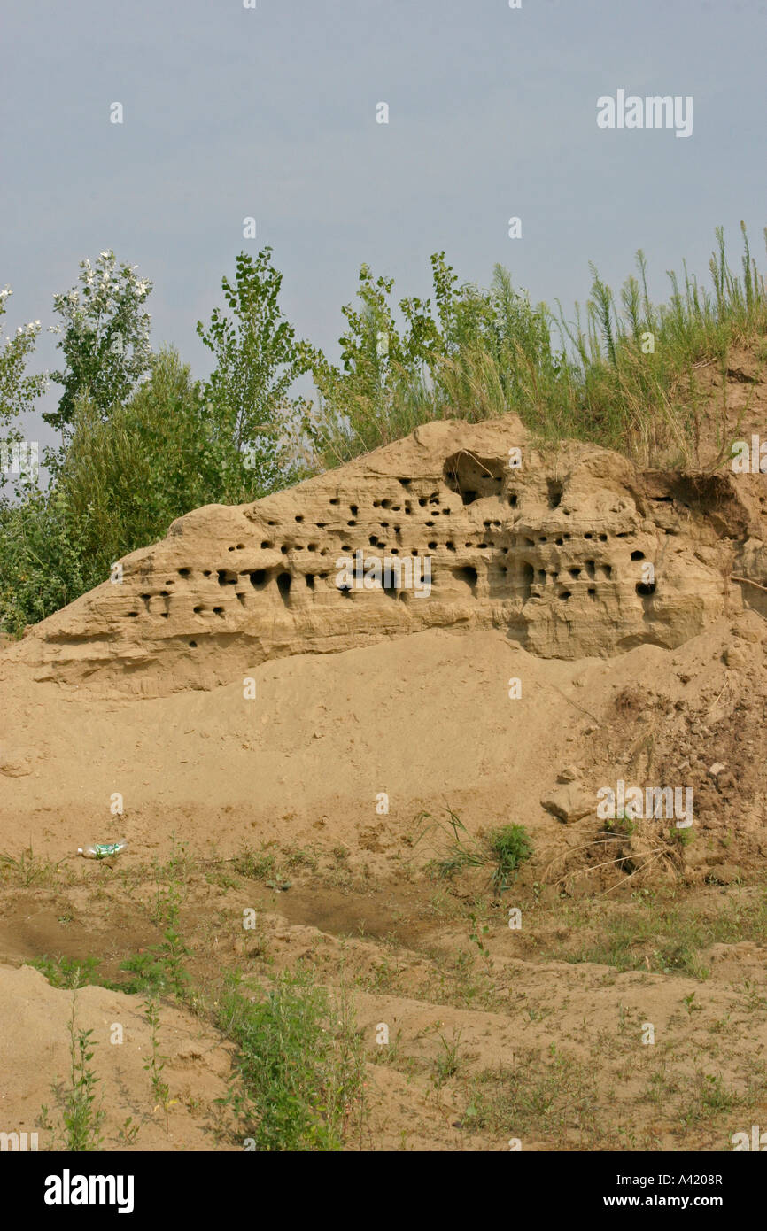 SAND MARTIN RIPARIA RIPARIA COLONY IN WORKING SAND PIT Stock Photo - Alamy