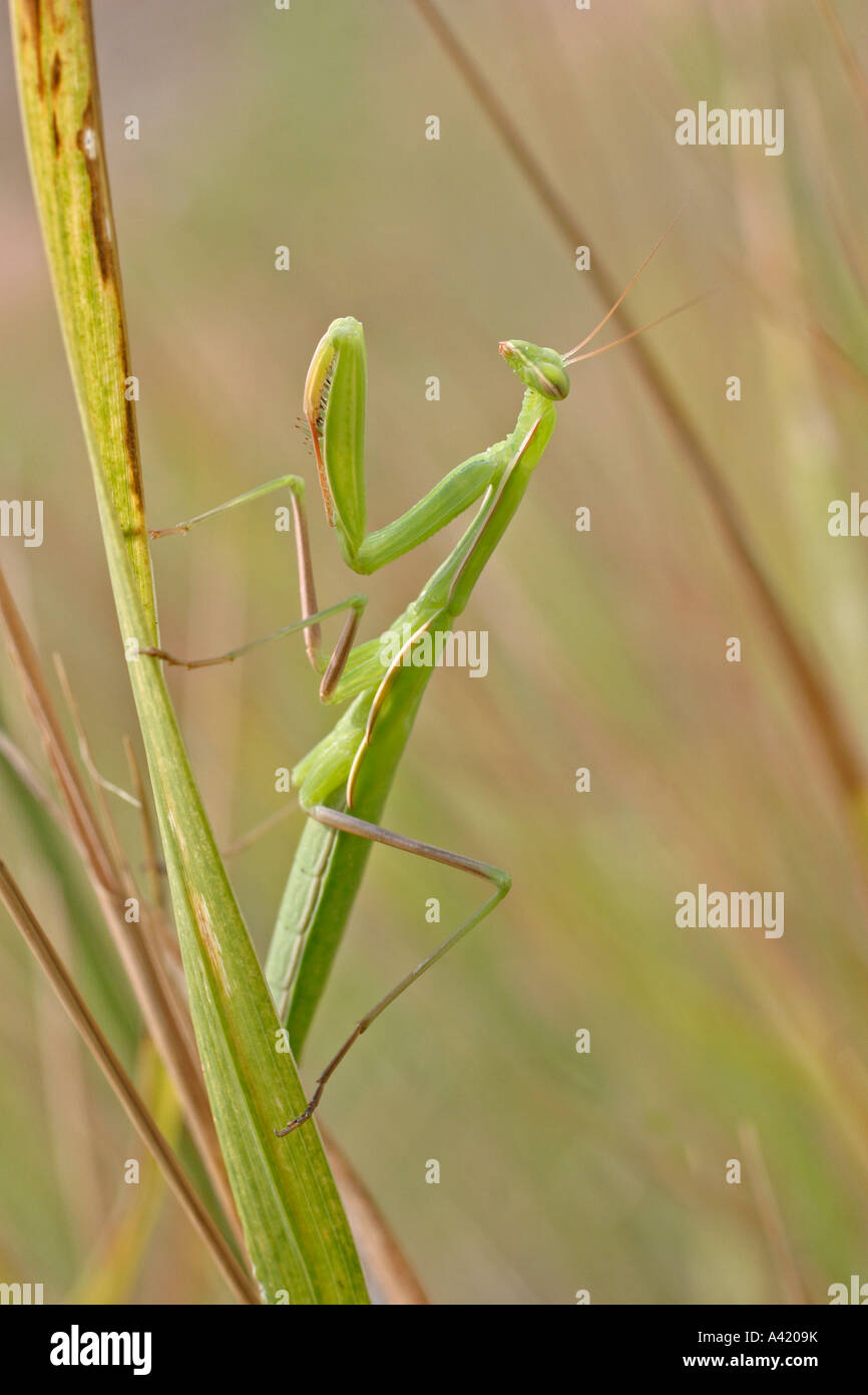 PRAYING MANTIS MANTIS RELIGIOSA WAITING FOR PREY Stock Photo - Alamy